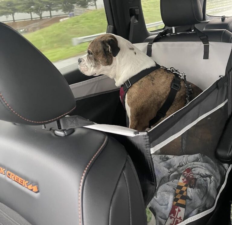 11 Essential Dog Accessories for RV Camping – RVBlogger