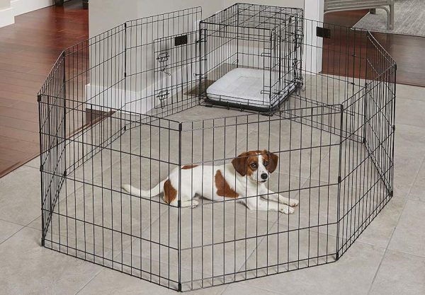 11 Essential Dog Accessories for RV Camping – RVBlogger