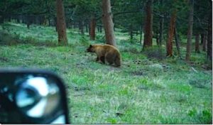 Can A Bear Get Into An RV? Bear Proof Your Camper! – RVBlogger
