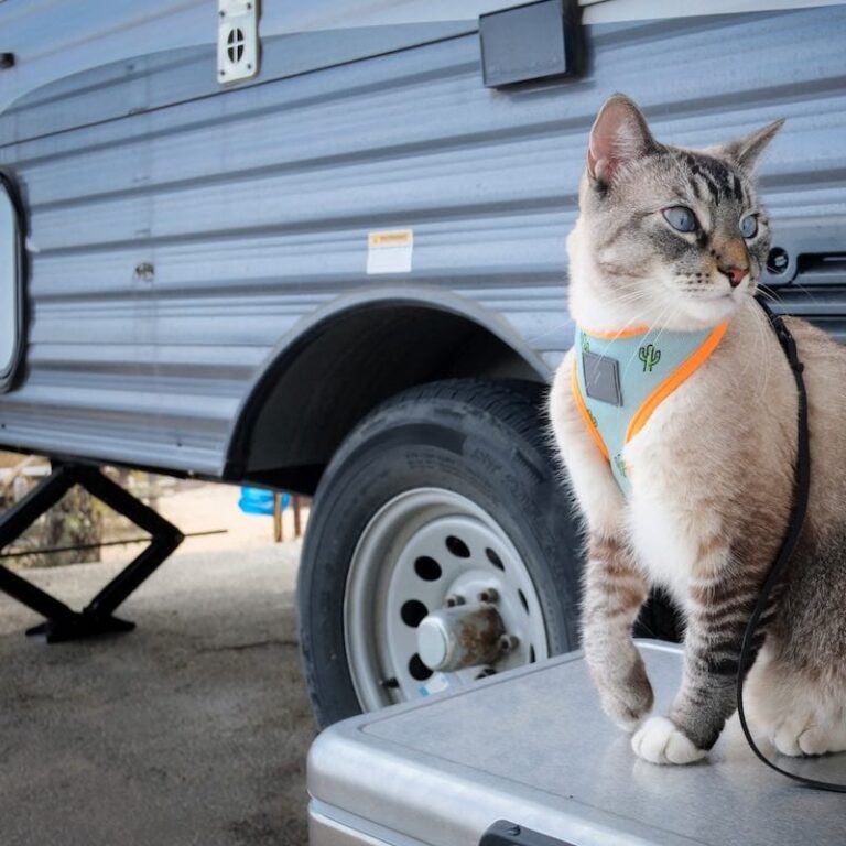 How to Make Your RV Cat Friendly – RVBlogger